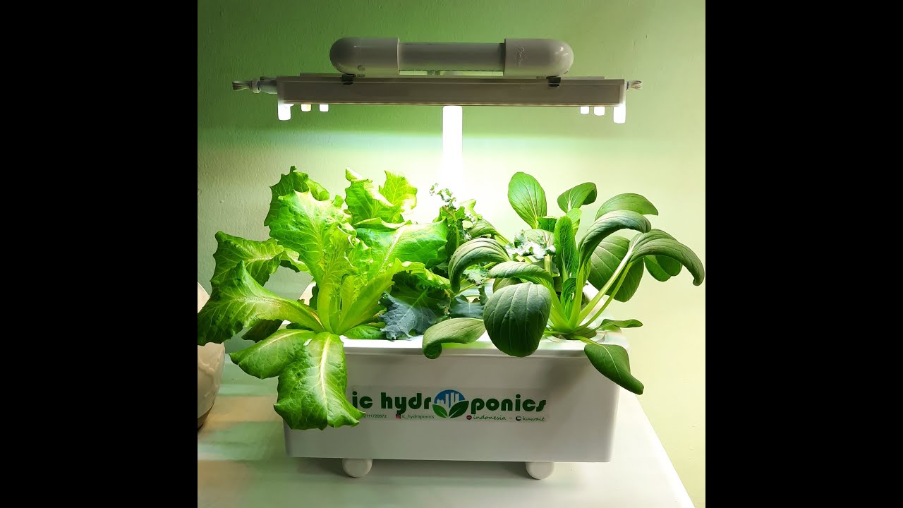 Tutorial Pasang Hidroponik Indoor / Hydroponic Starterkit Growlight - RAWIKARA W5 by ic ...