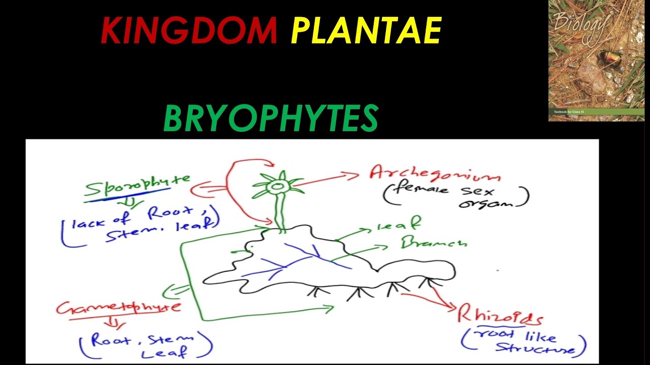 CLASS 11 I BRYOPHYTES I KEY FEATURES OF BRYOPHYTA I KINGDOM PLANTAE I ...