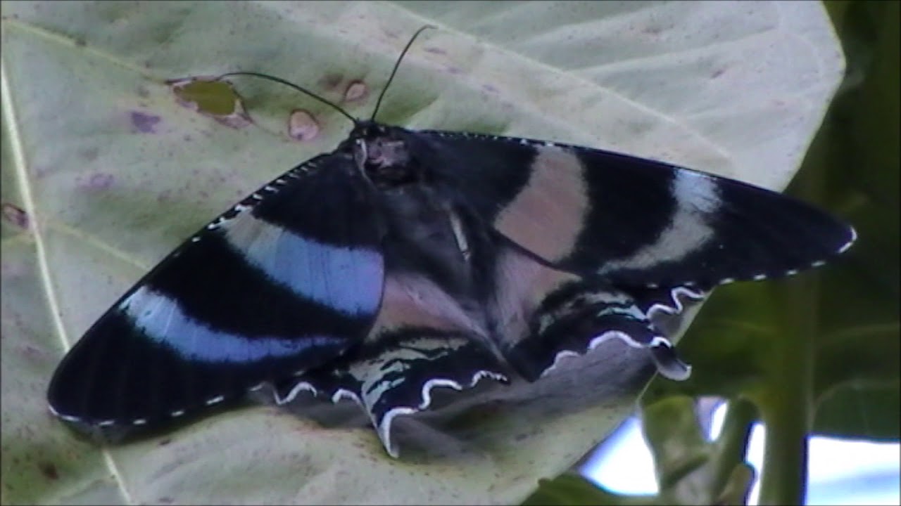 Day or Zodiac Moth Wings Constant Fluttering on Pink Noni Leaf - YouTube