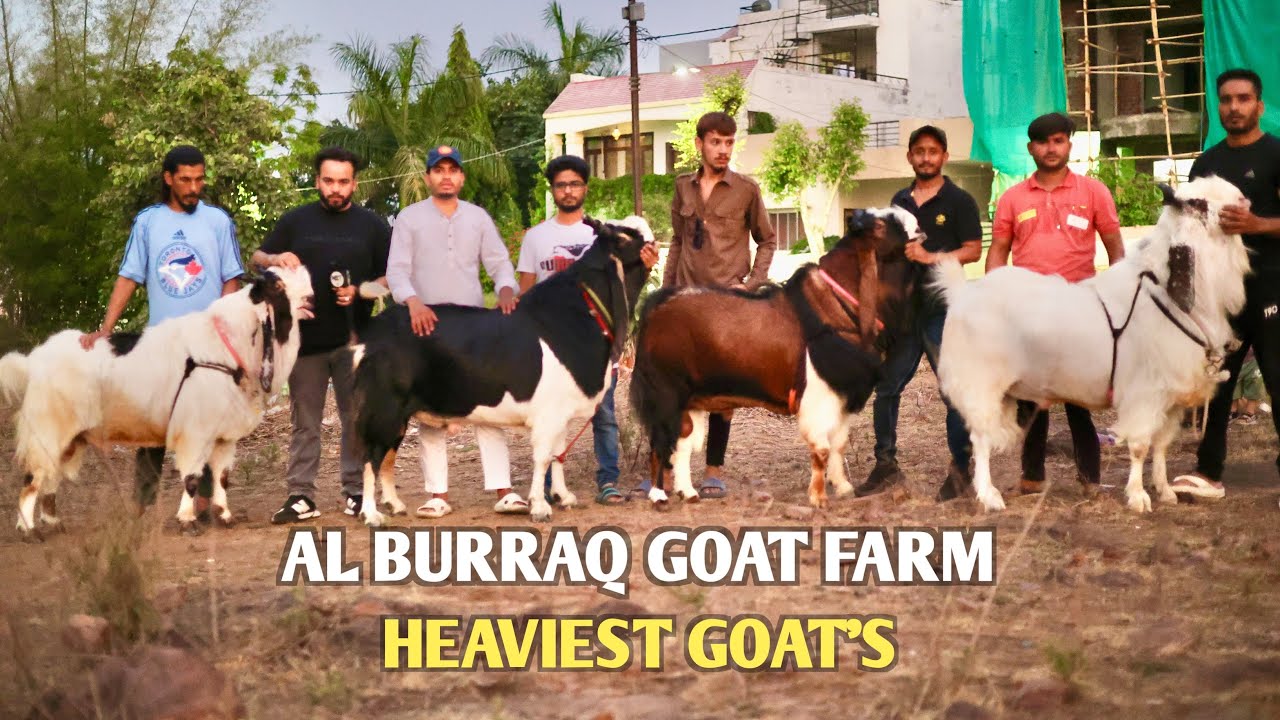Show Stoppers Kota Goat’s At Al Burraq Goat Farm - YouTube
