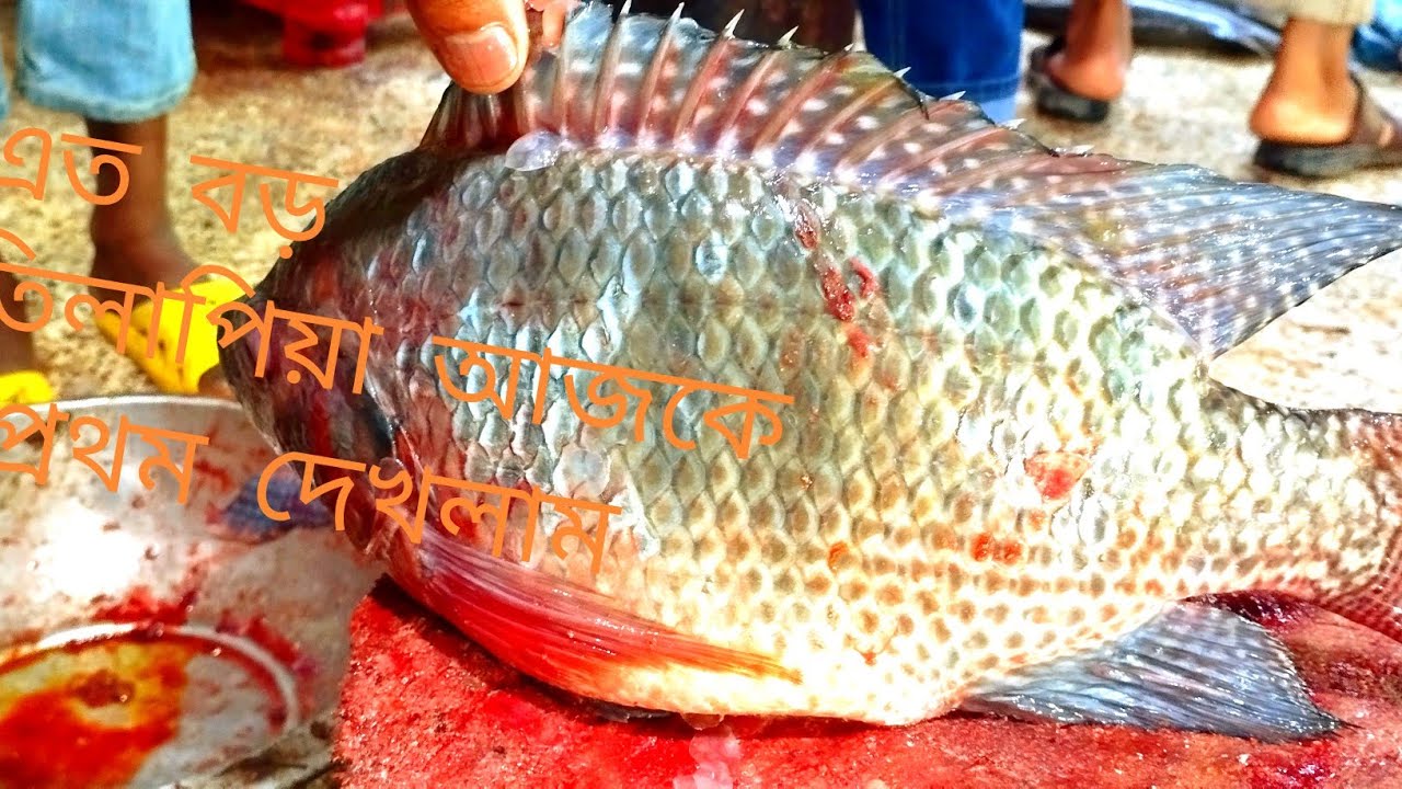 how to cutting a big #fish Bangladesh #fish cuttings master cox bazar ...