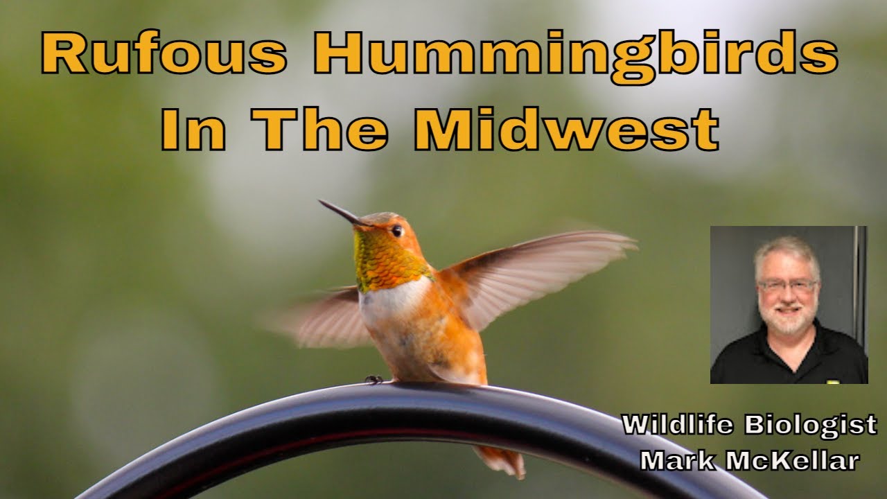 Rufous Hummingbirds in the Midwest - YouTube