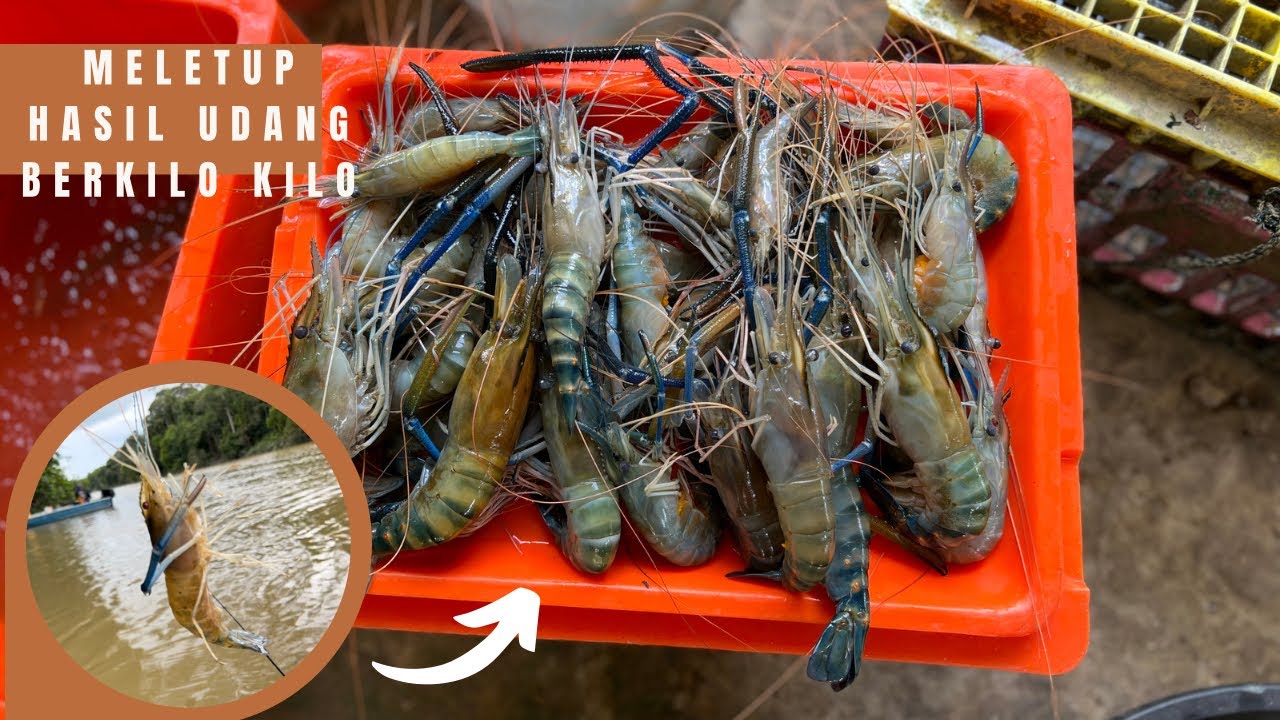 Memancing Udang Musim Hujan - YouTube