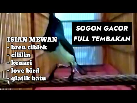 Sogon gacor full isian mewah‼️ Pancingan sogon agar bunyi