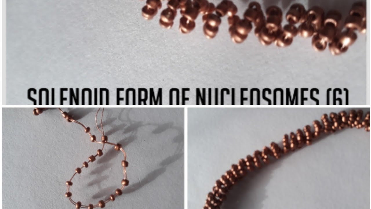 STRUCTURE OF CHROMOSOME (Bead Model) - YouTube