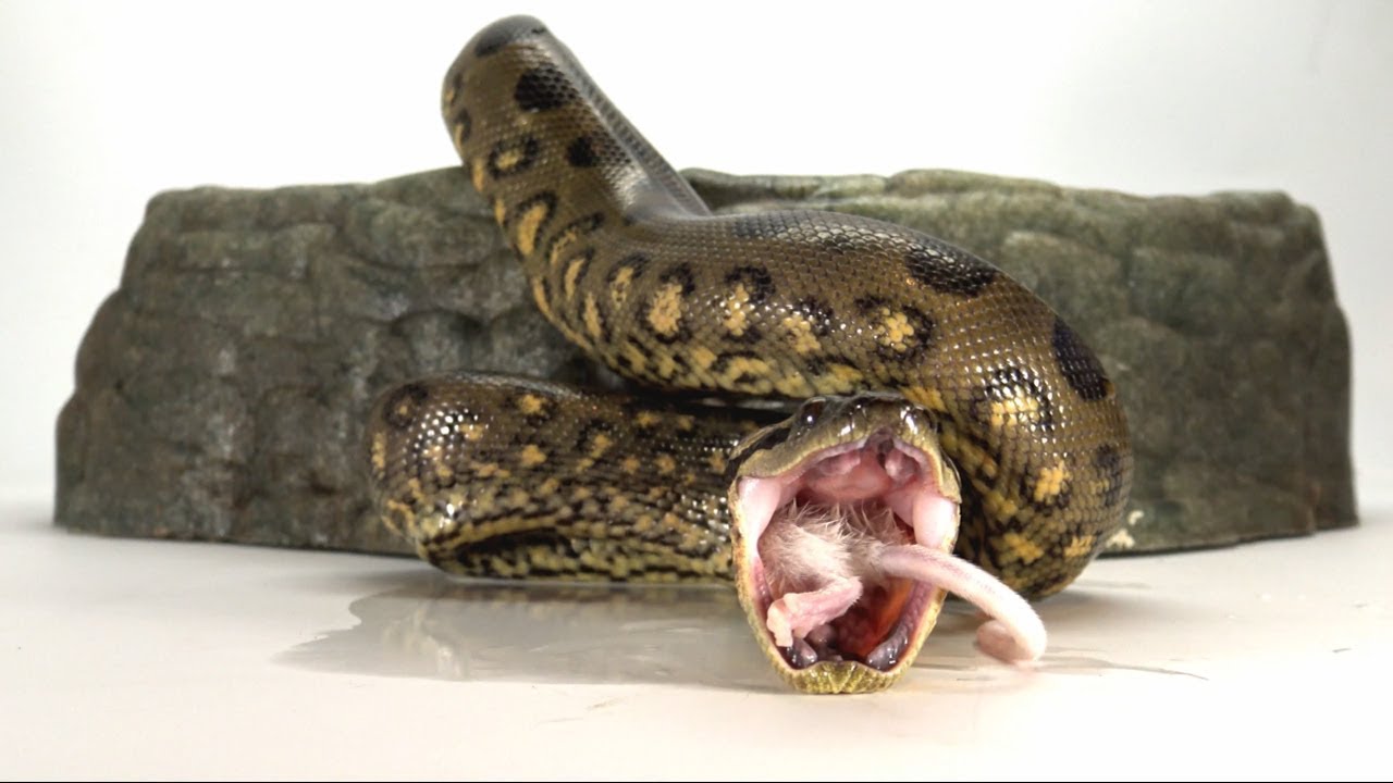 Anaconda Devours Mouse (First Ever 4K Footage!!) - YouTube