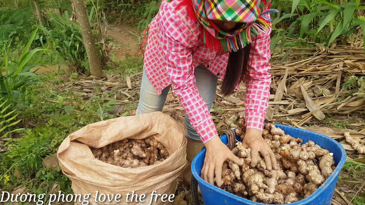 harvesting ginger in the fields - YouTube