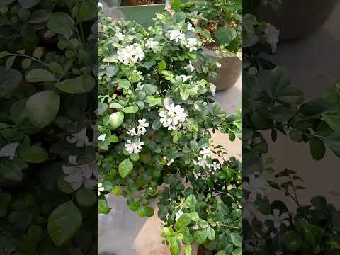 mudhu malti flowers 👌💕💕gudiya gaden - YouTube