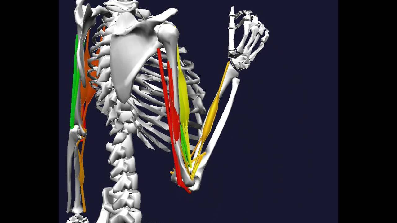 Muscles flexing the elbow - YouTube