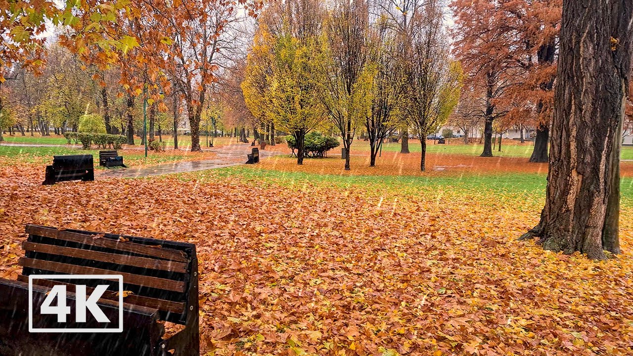Walking in the autumn rain in the park! Binaural Light Rain and Nature ...