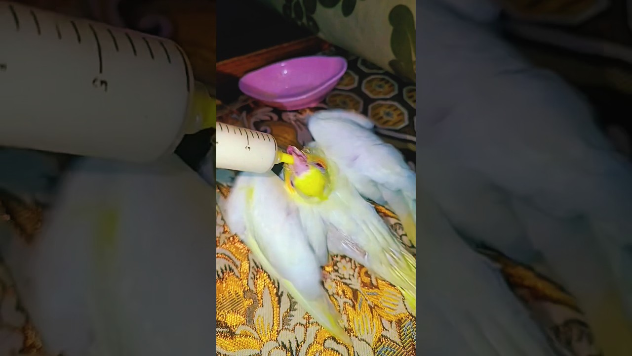 Coco ko bhot bhok lgi hai♥️#viral #shorts #cocktail - YouTube