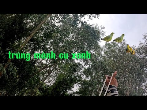 ná cao su# đi săn với a guộc cu xanh rớt lía lun - YouTube