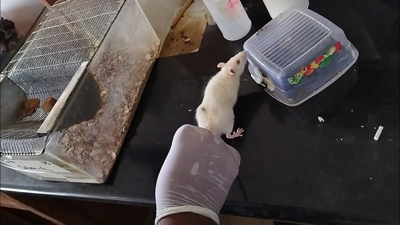 Blood Glucose Measurement in Rats - YouTube