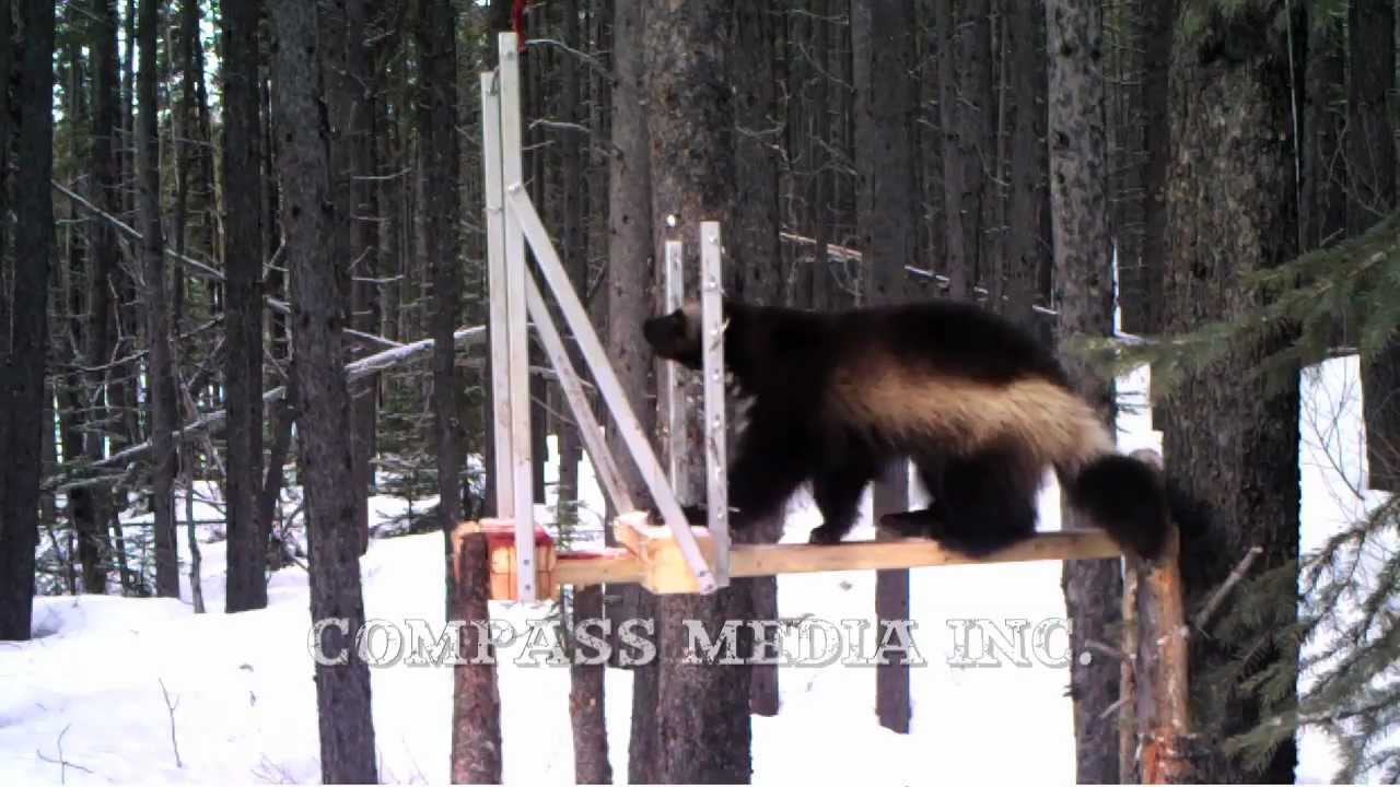 Wolverine Trail Camera Footage - YouTube