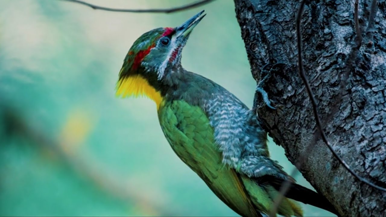 Nature-Birding Vlog No.1 with Pranav @ Chakki morh Himachal. - YouTube