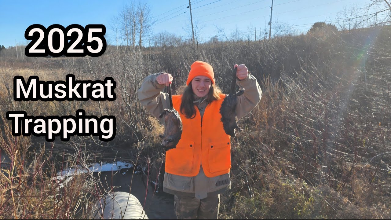 Muskrat Trapping With Colony Traps - YouTube