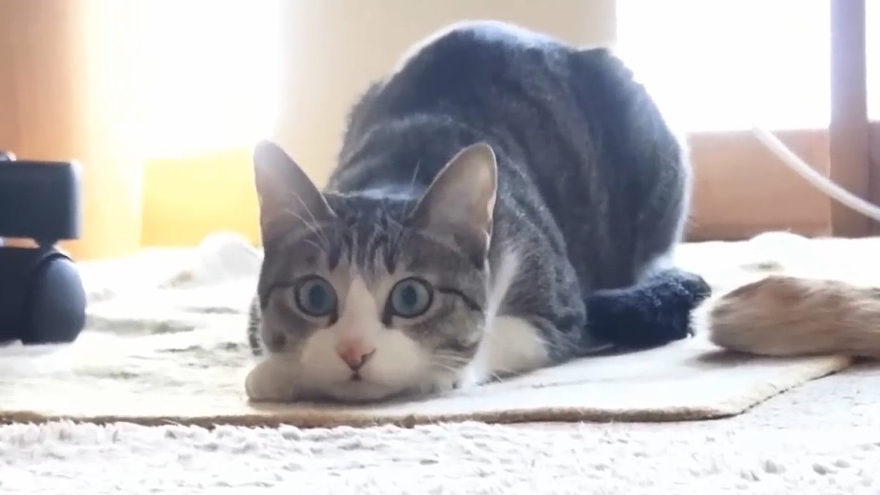 🤣 Laugh with Funny Cats! 🐈 | Best Cat Fails - YouTube