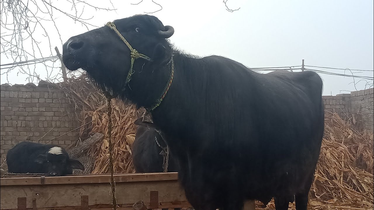 beautiful Neeli Ravi buffalo for sale on YouTube in Pakistan,15-01-2020 ...