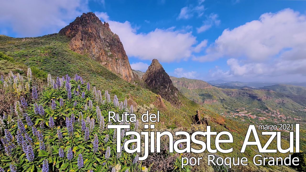 TAJINASTE AZUL por Roque Grande (marzo 2021) #GranCanaria #Tajinaste # ...