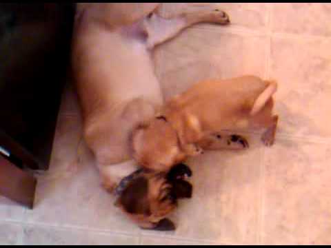 Grady the Puggle wrestles with his daughter Percy - YouTube