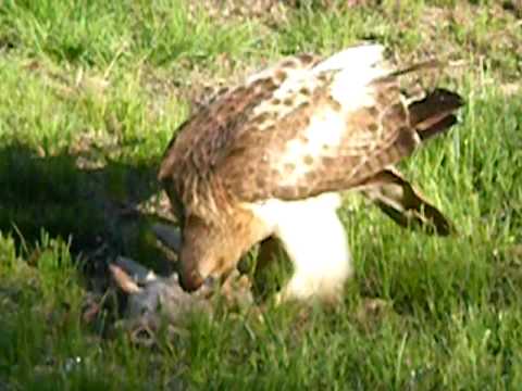 Hawk eating rabbit - YouTube