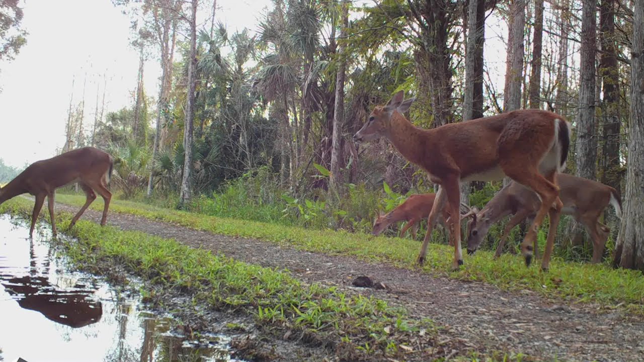 Everglades Species Spotlight: White-Tailed Deer - YouTube