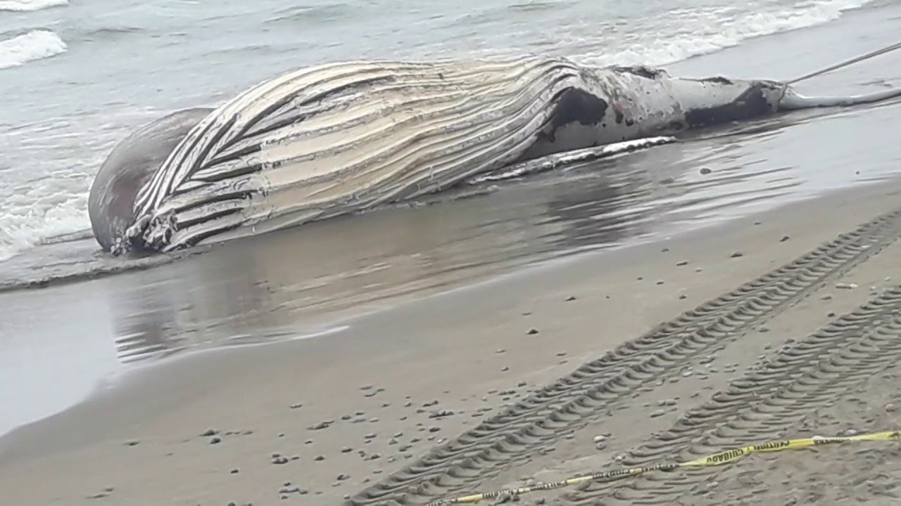 Ballena muerta apunto de explotar 😯 - YouTube