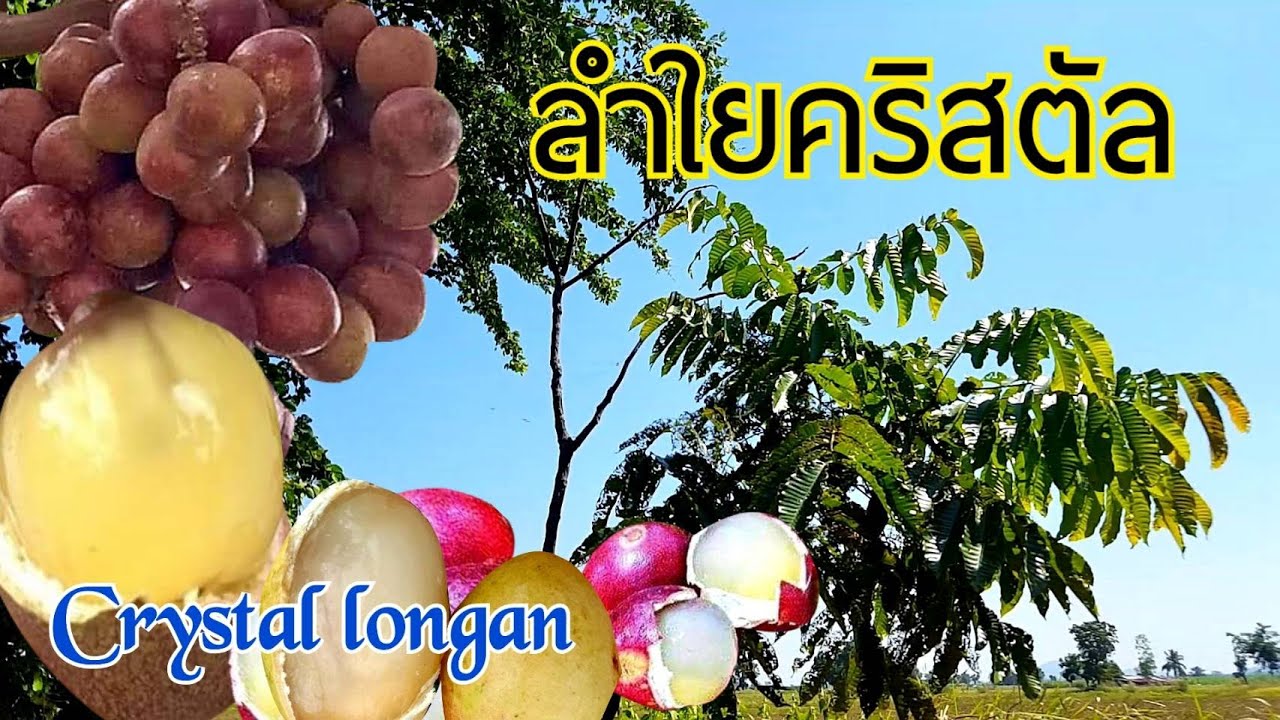 ลำใยคริสตัล ปัญหาที่เจอในตอนนี้ Crystal longan : เกษตรผสมผสาน EP.135 ...