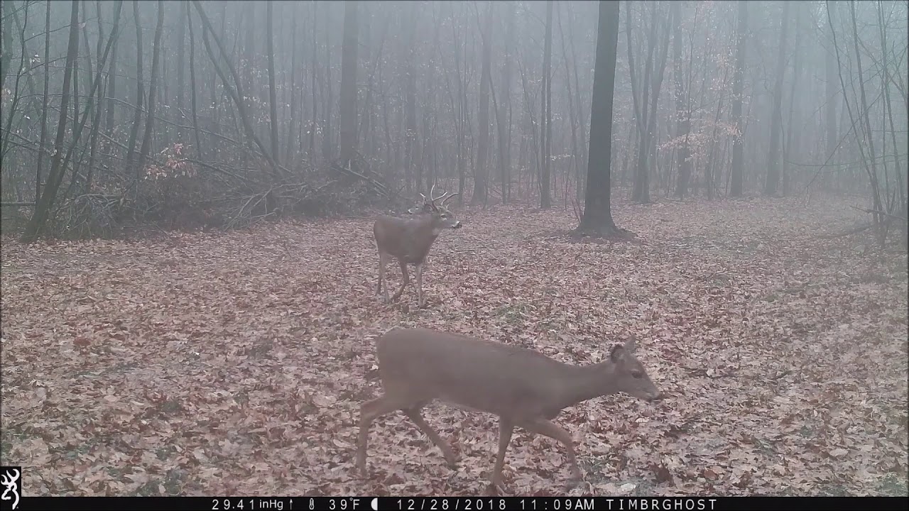 January 12, 2019 PA Trail Cam Footage Browning Spec Ops FHD - YouTube
