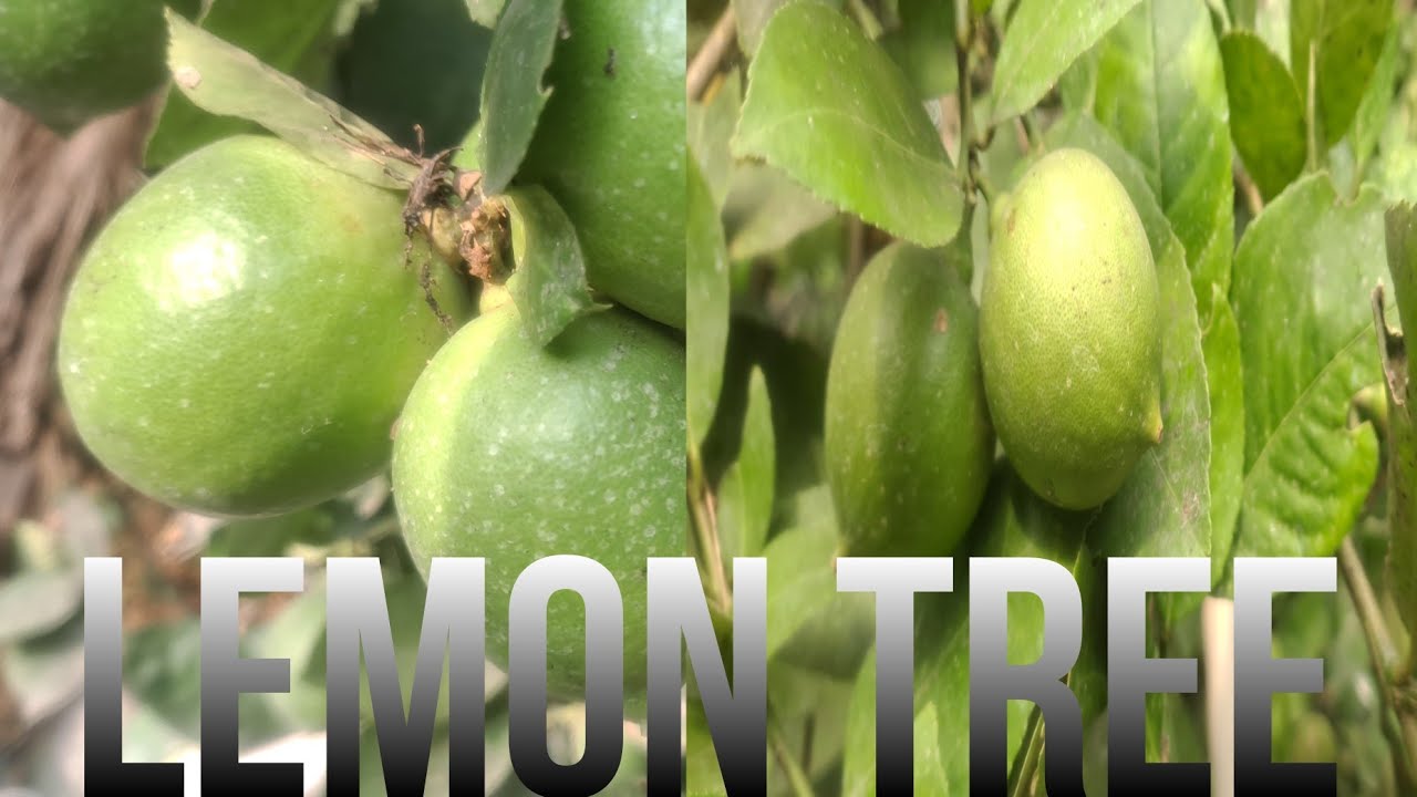 lemon tree youtube | lemon tree animation song – TYOSDT