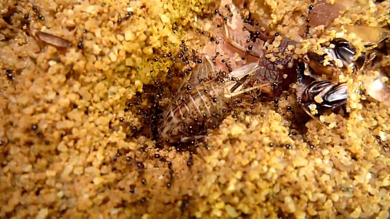 P. diversus workers bringing a cricket into their nest - YouTube