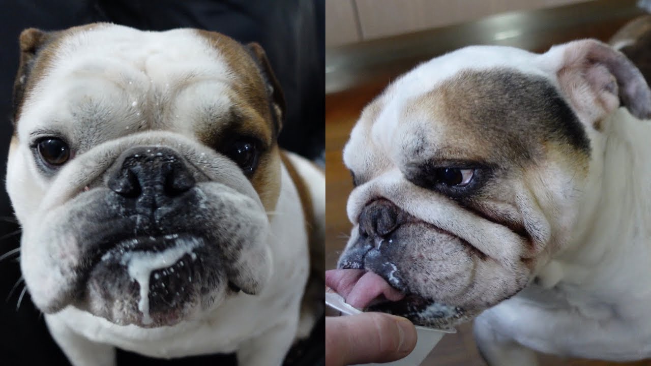 You Won't Believe How Fast These Bulldogs Eat Their Delicious Treat ...