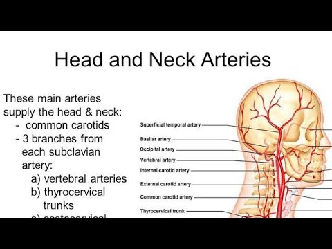Blood supply to the head and neck; major arteries of the head and neck ...