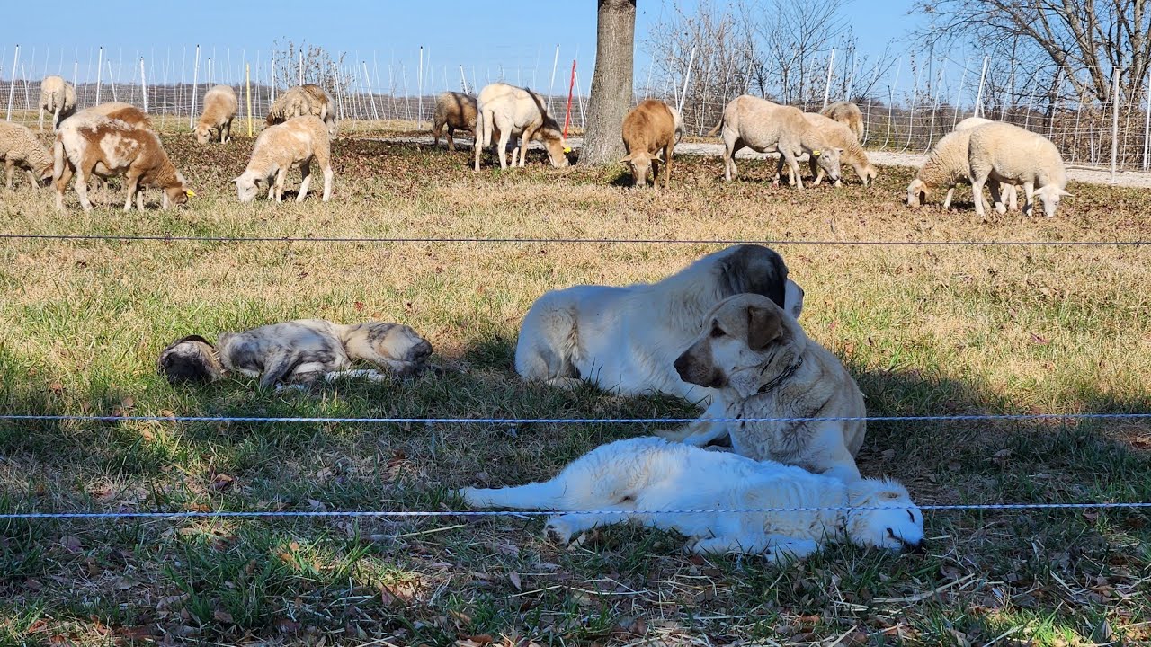 From sheep netting to 3 strands of poly wire - YouTube
