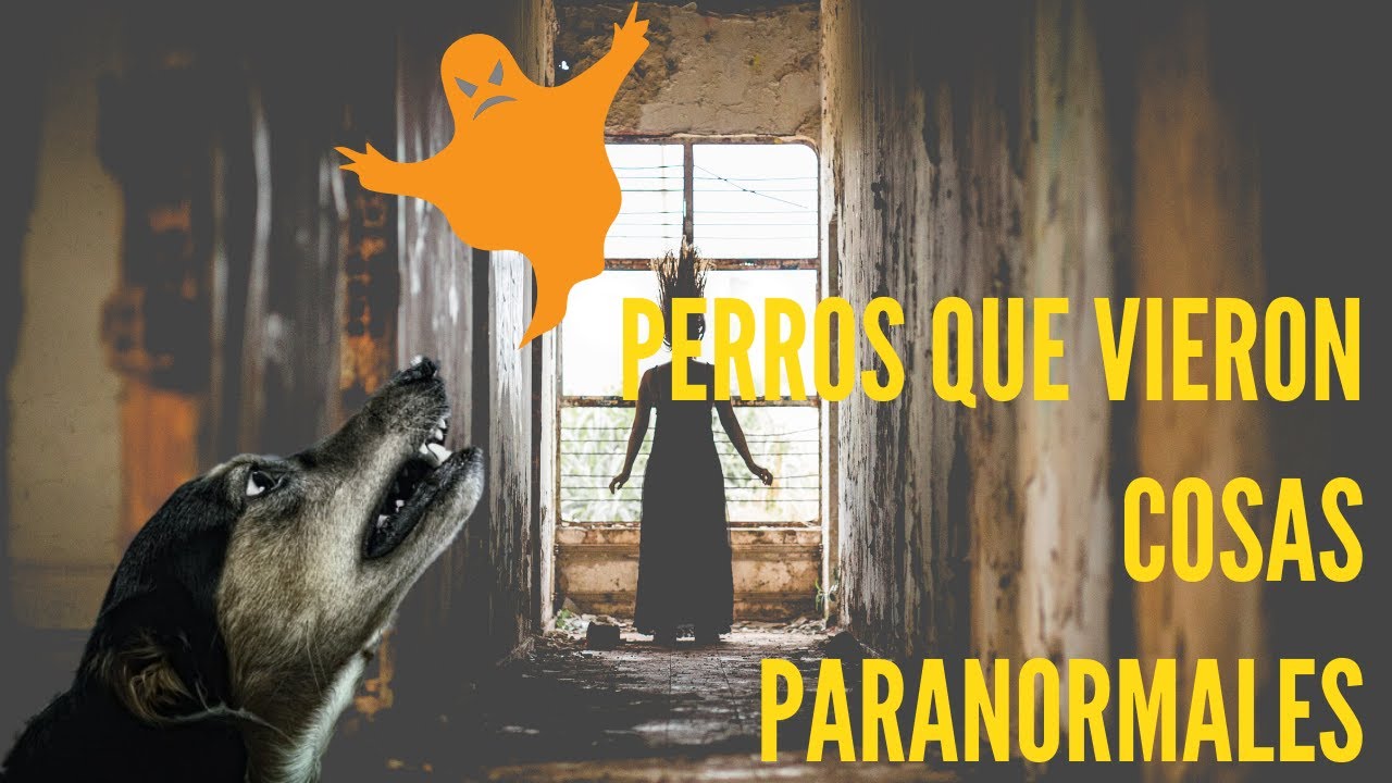 PERROS QUE VIERON COSAS PARANORMALES QUE SUS DUEÑOS NO (VÍDEOS DE ...