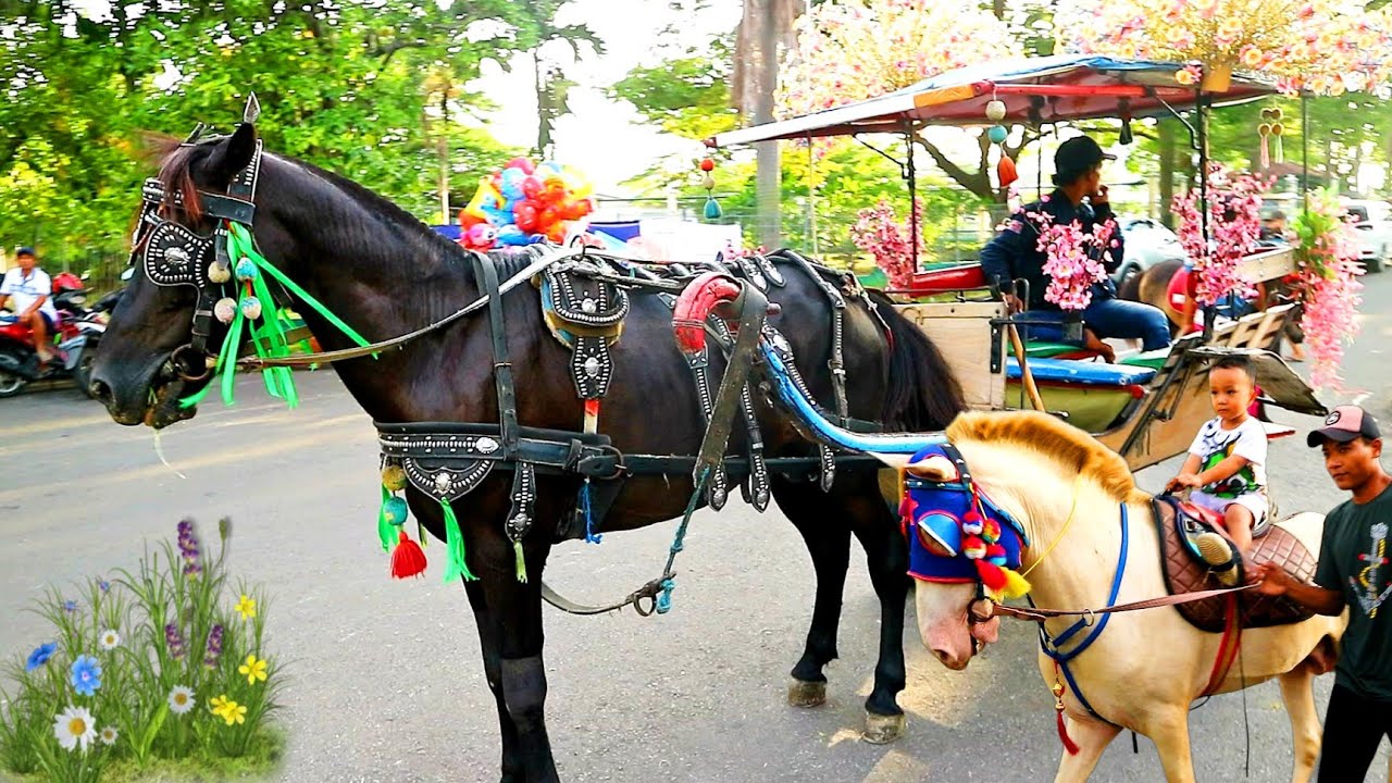 Kuda Naik Kuda Delman Tanah Kusir Kuda Pirang Kuda Pinggir Kali Kuda ...