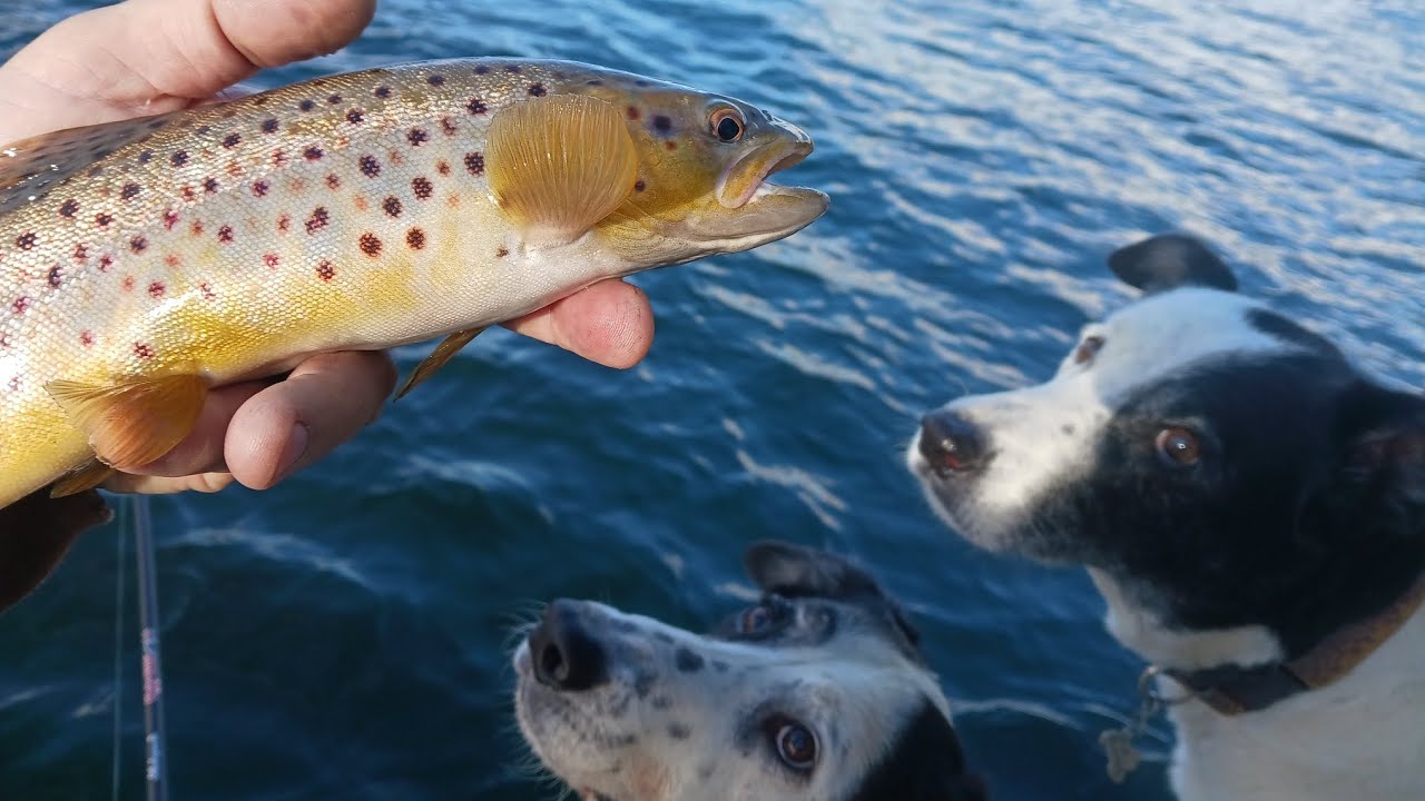 French Meadows 3/1/2025 - YouTube