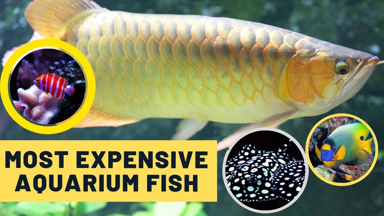 Most Expensive Fish For Aquarium | Expensive Aquarium Fish in The World ...