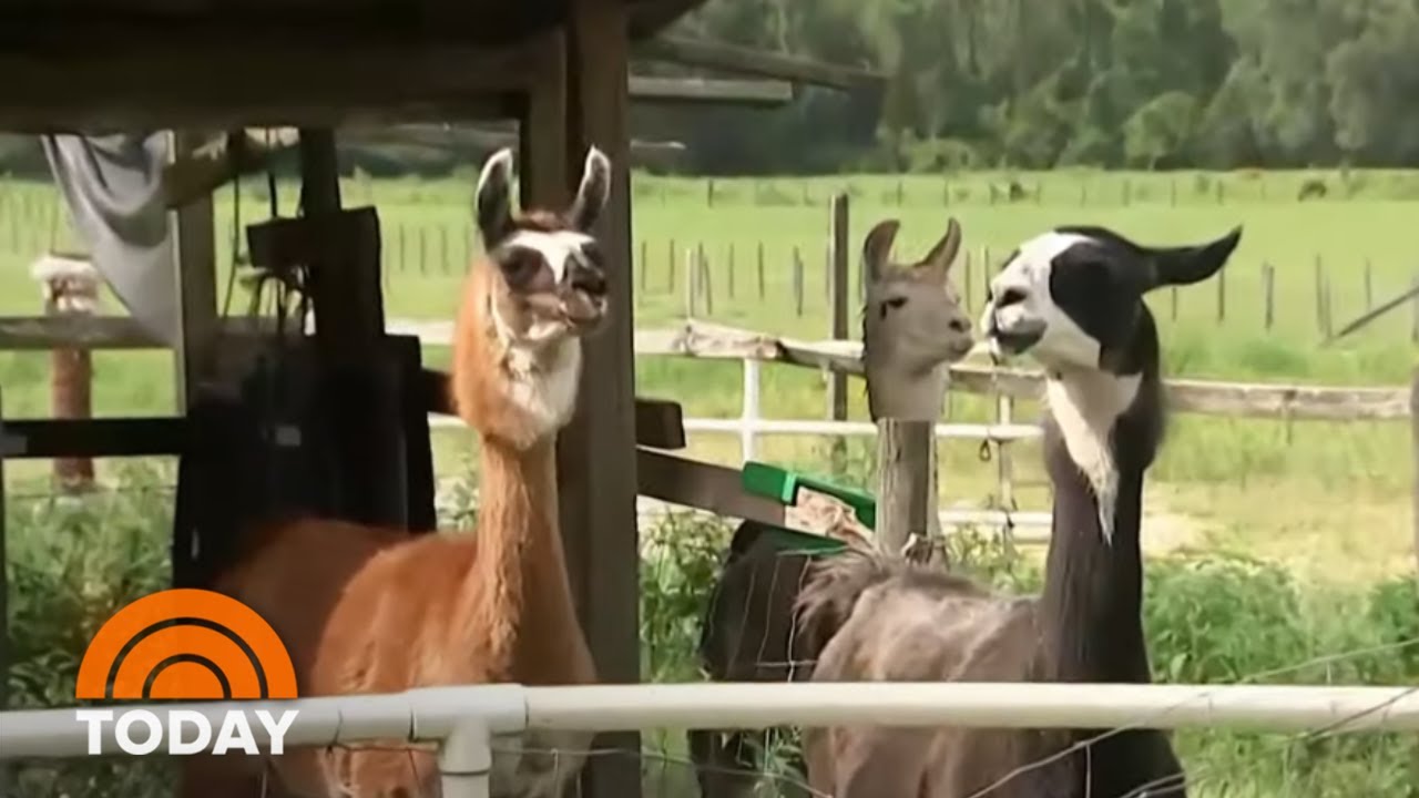 How Llamas Are Helping Create Antibody Treatment For Coronavirus ...