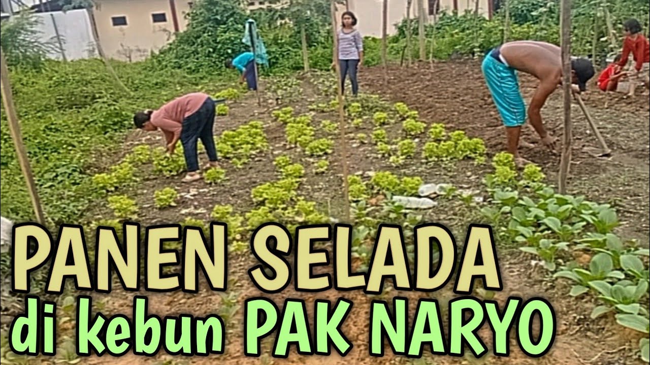 Panen Selada di kebun sayur Pak Naryo - YouTube