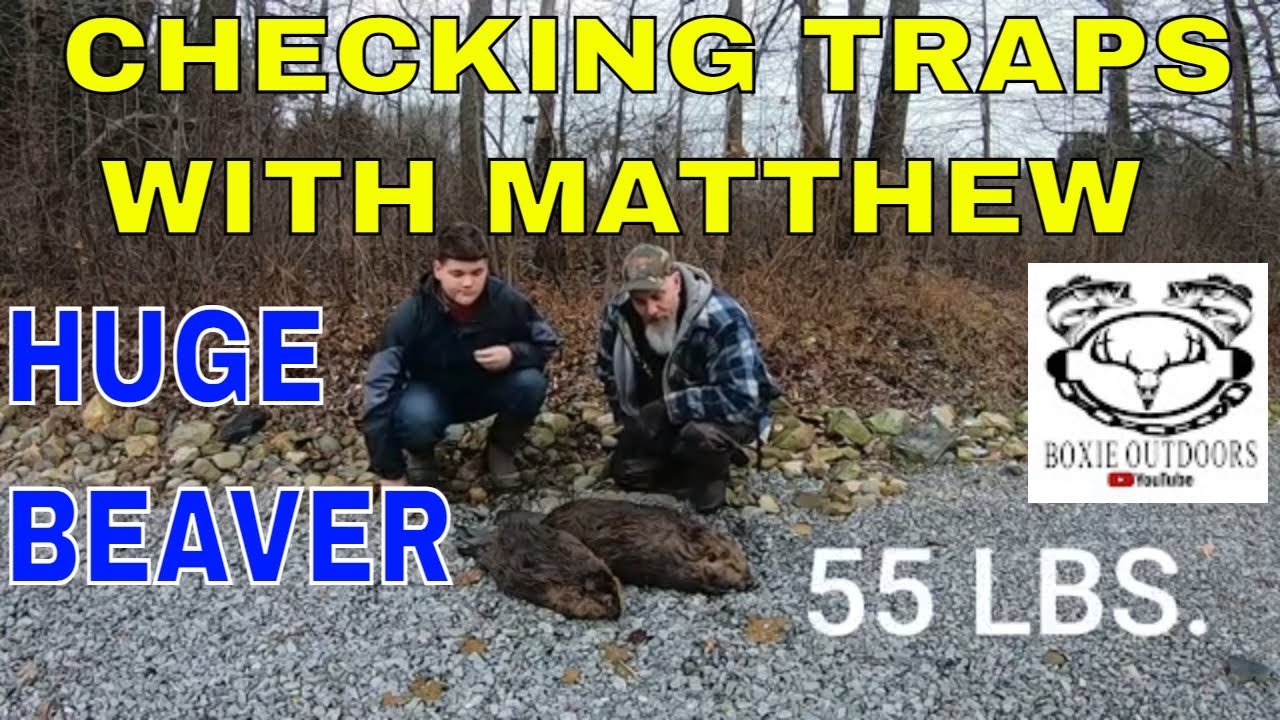 PA Trapping Season 2021-2022ep.16 BEAVER SETS AND CHECK #beavertrapping ...