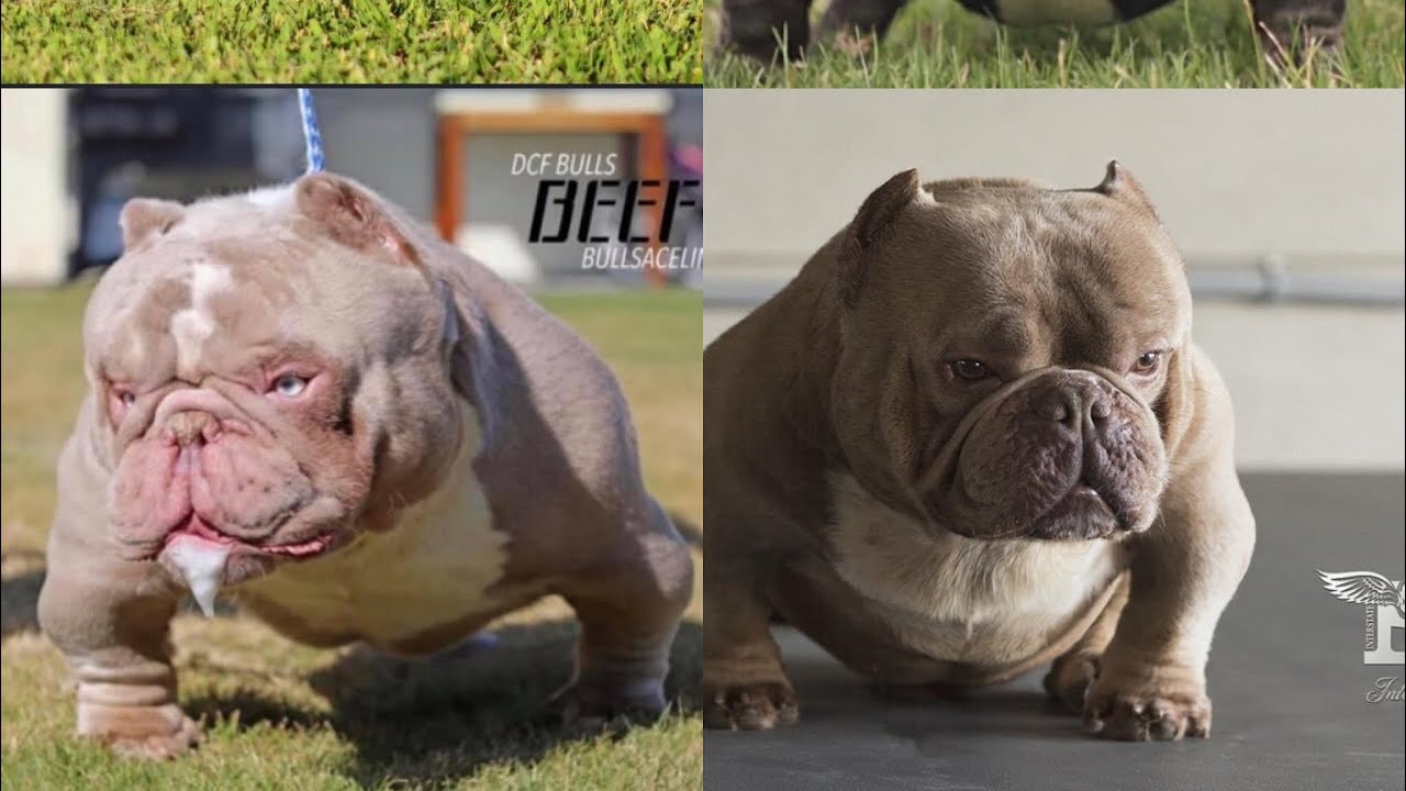 Micro bully - BAPE N BEEF PUPPIES #instagramlive #ohio #arkansas # ...