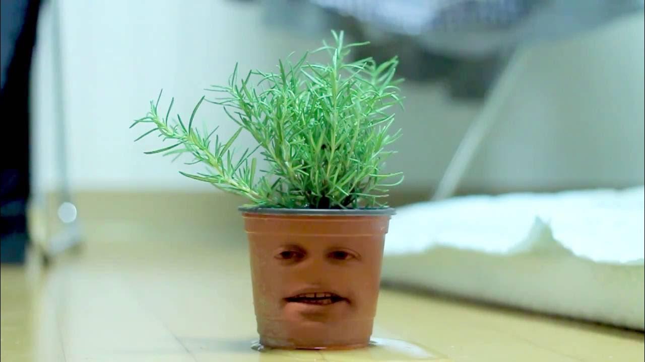 Funny Talking Plant Video - Episode 2 (2016) - YouTube
