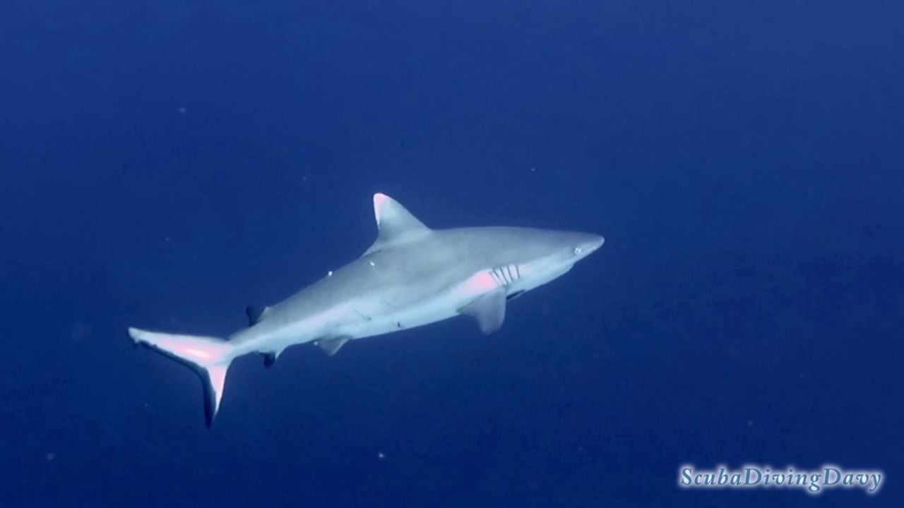 Grey Reef Shark @ Kuredu Express - YouTube
