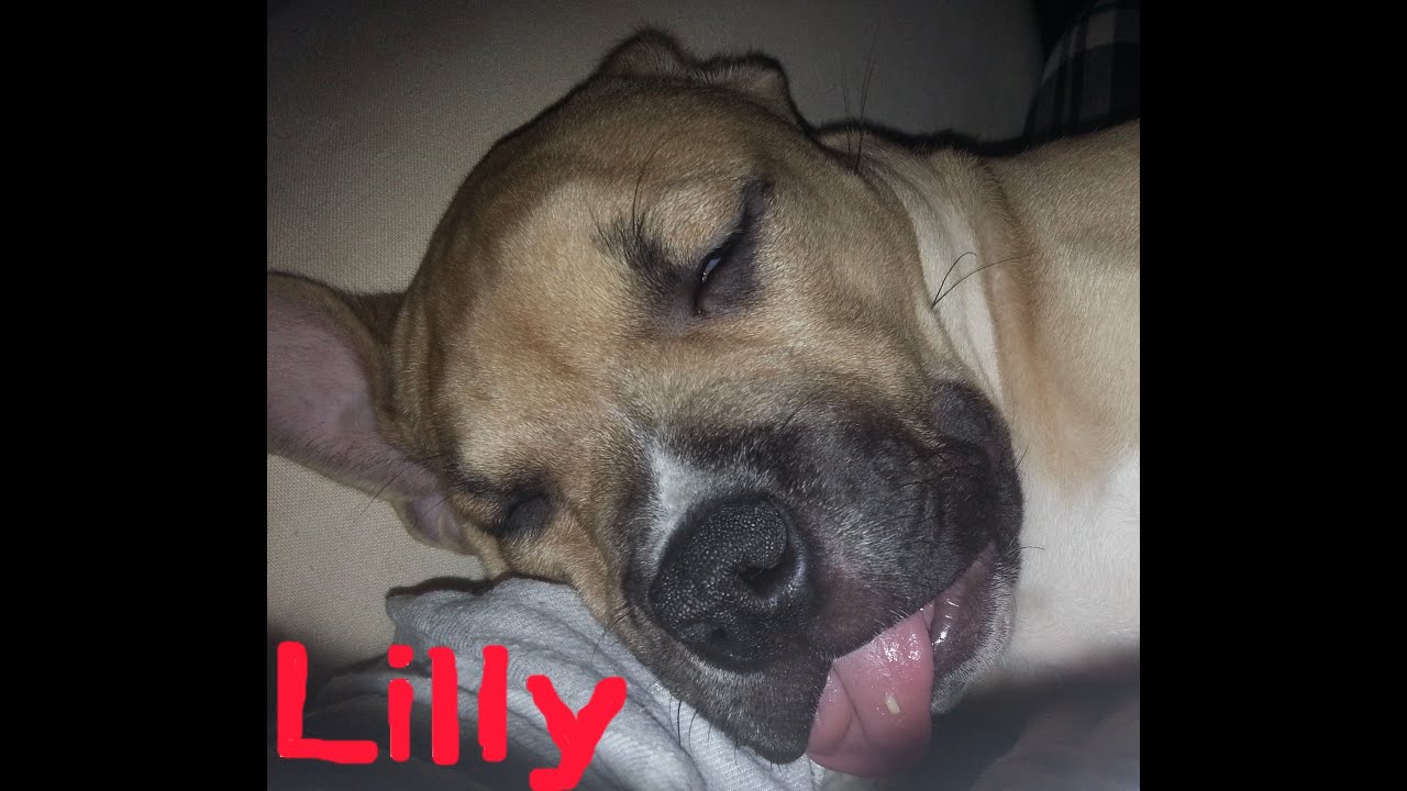 Funny Fat Staffy Dog Lilly Doing Tricks - YouTube