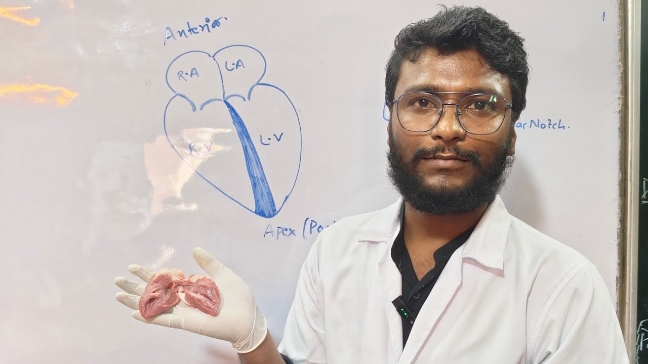 Anatomy Of Heart 🫀|| Physiology || Real Heart Of Mammals (Goat) || NEET ...