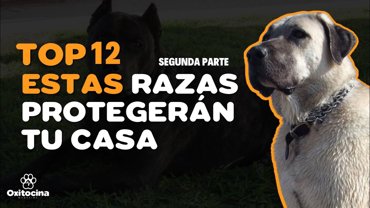 TOP 12 MEJORES PERROS DE GUARDIA Y PROTECCIÓN (Parte II) - YouTube