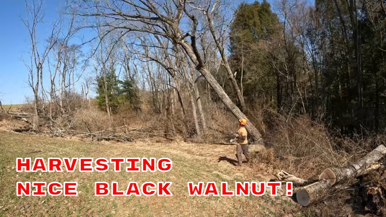 Black Walnut Logging, Part 1: Getting Them on the Ground! - YouTube
