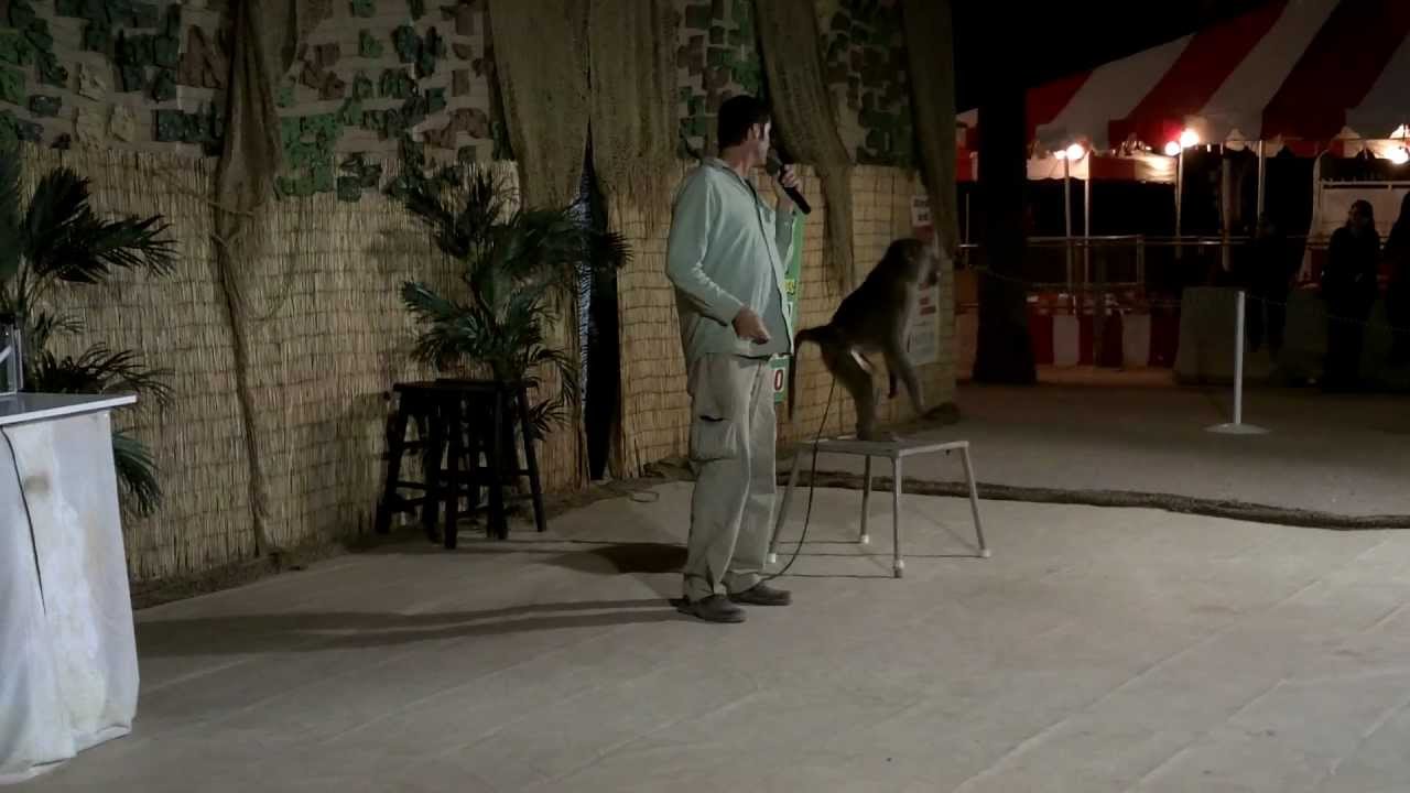 Wild About Monkeys - Maricopa County Fair 2012 - YouTube