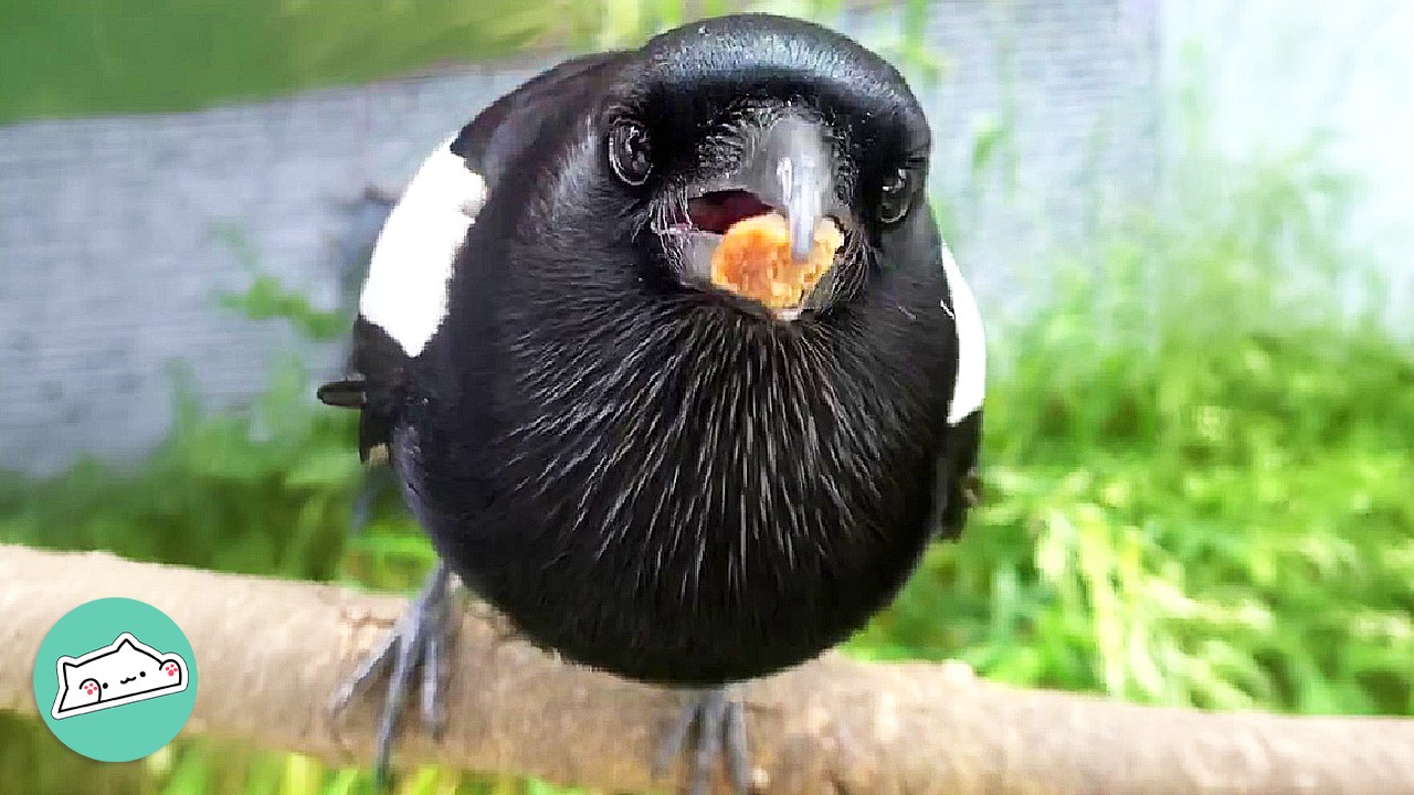 Wild Bird With “Broken” Wing Learns To Fly And Becomes The Happiest ...